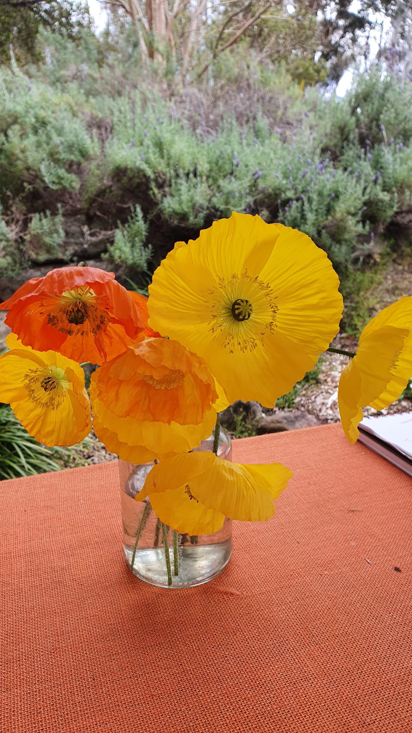 Blue Mountains Steiner School Spring Festival - Blue Mountains Steiner ...